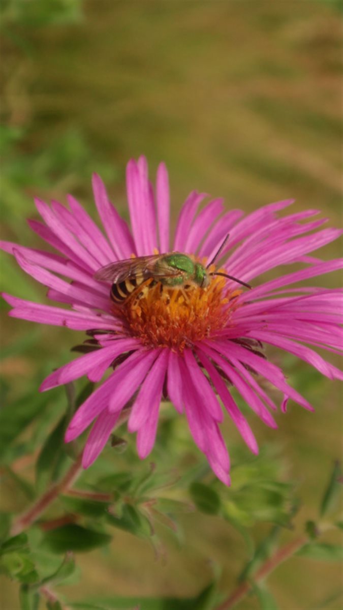 New England Aster