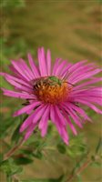 New England Aster